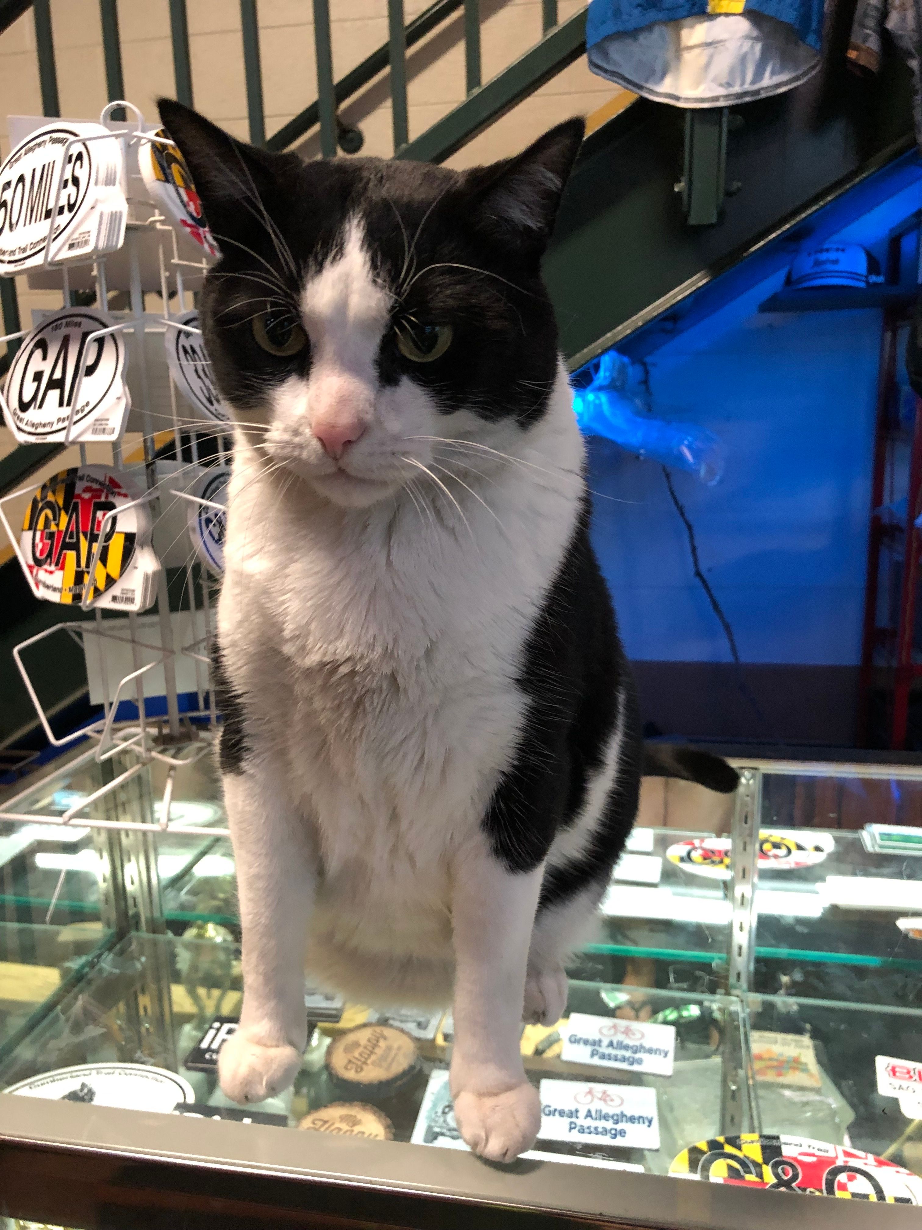 Crossing the Continental Divide on a Bike – DC UL Backpacking